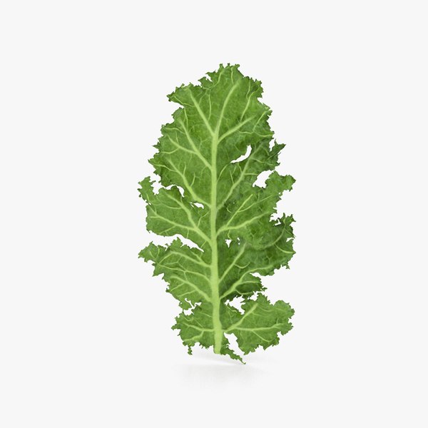 Kale 3D Models for Download | TurboSquid