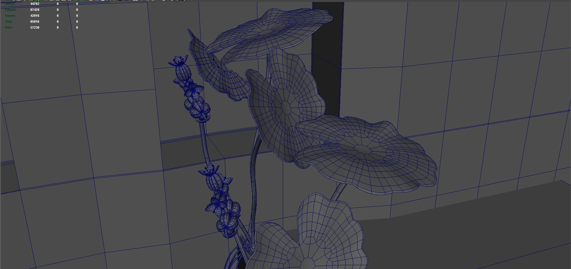 3d Model Hydrocotyle
