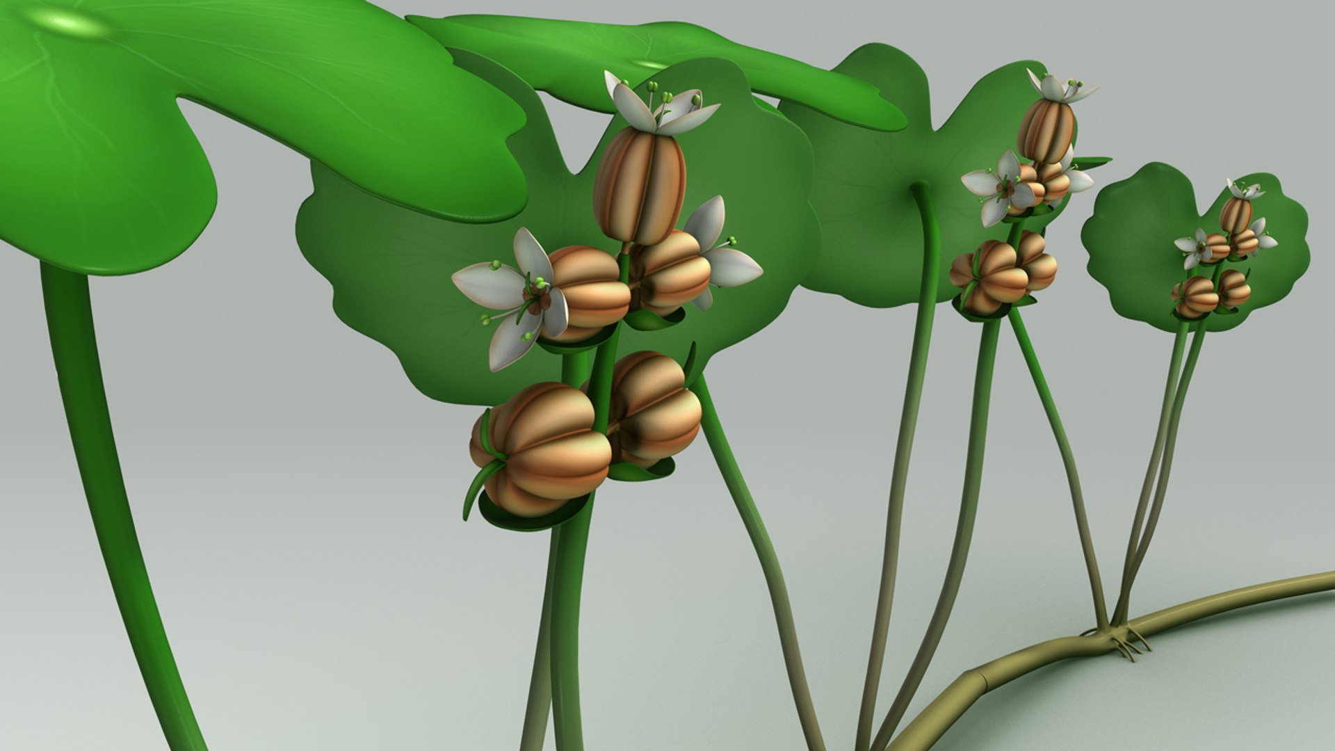 3d Model Hydrocotyle