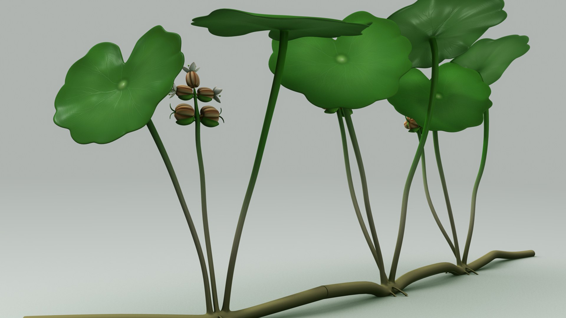 3d Model Hydrocotyle