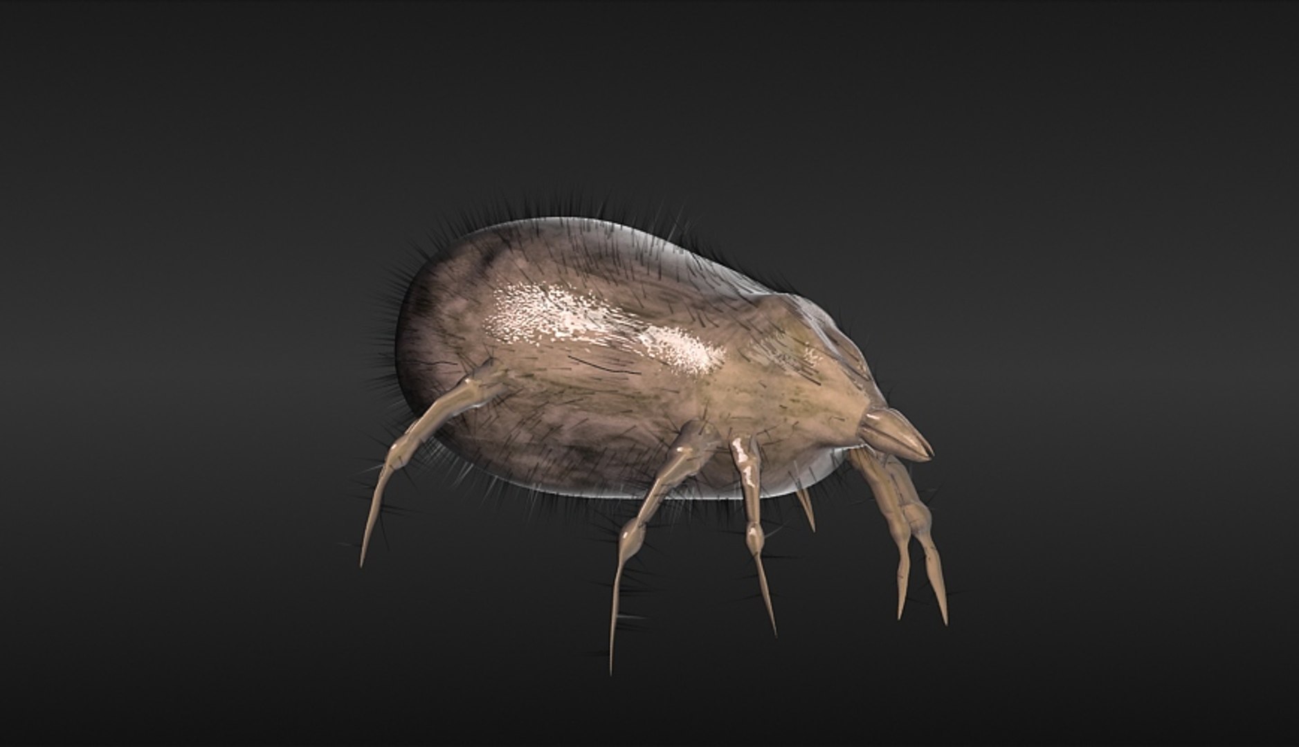 Dust Mite 3d Model