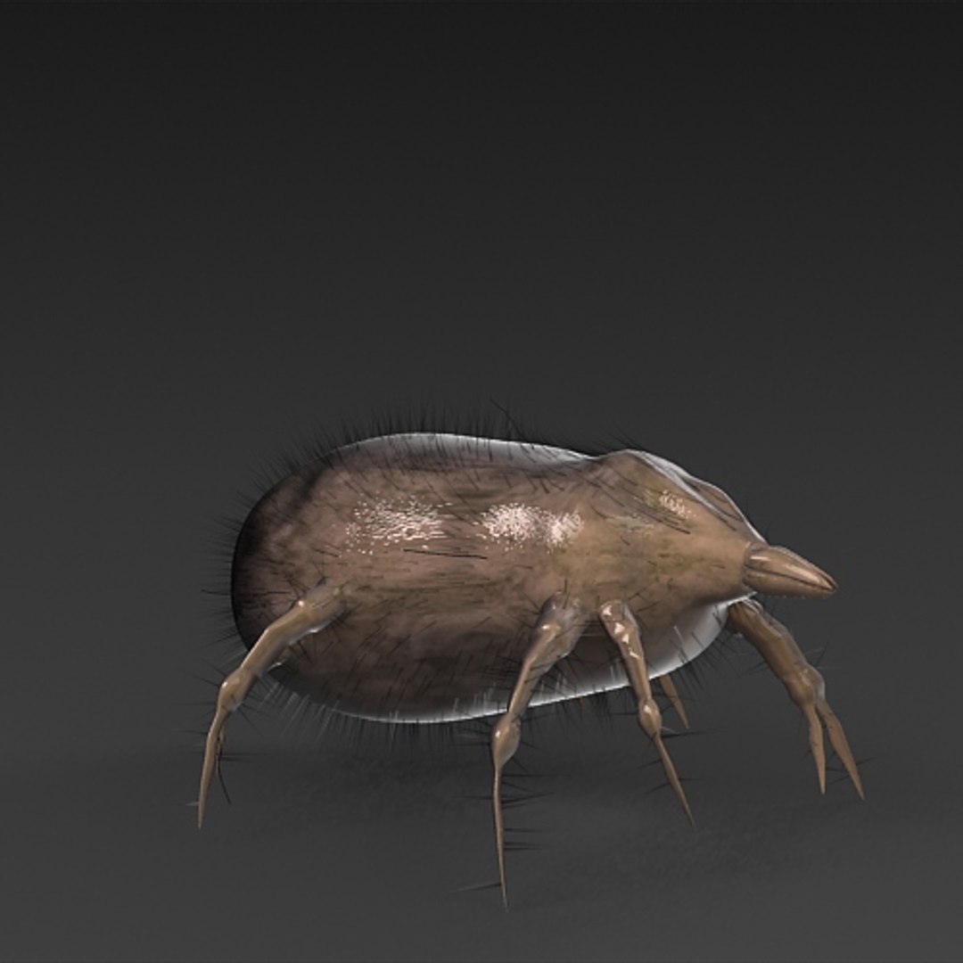 Dust Mite 3d Model