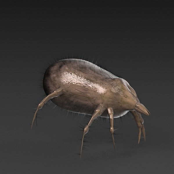 Dust Mite 3D Models for Download | TurboSquid