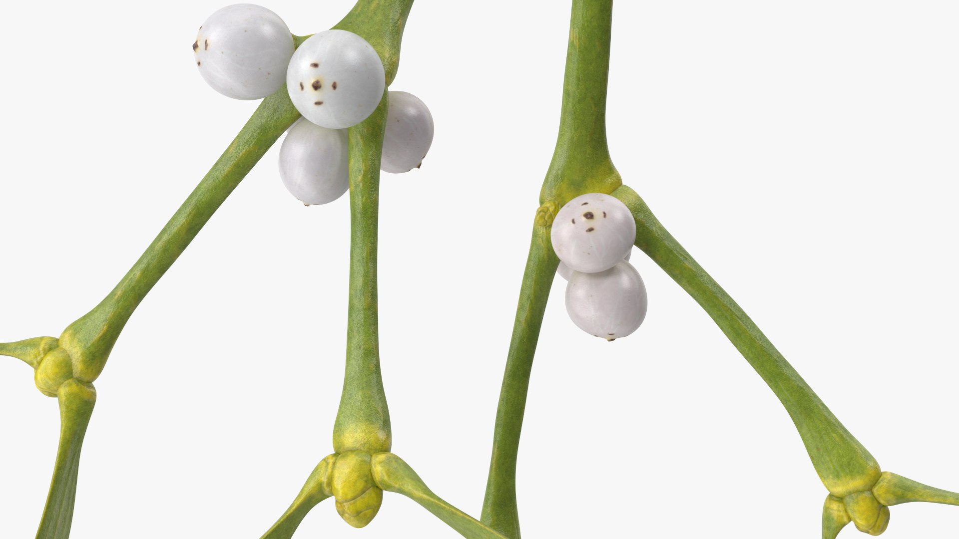 Mistletoe 2 Model - TurboSquid 1803909