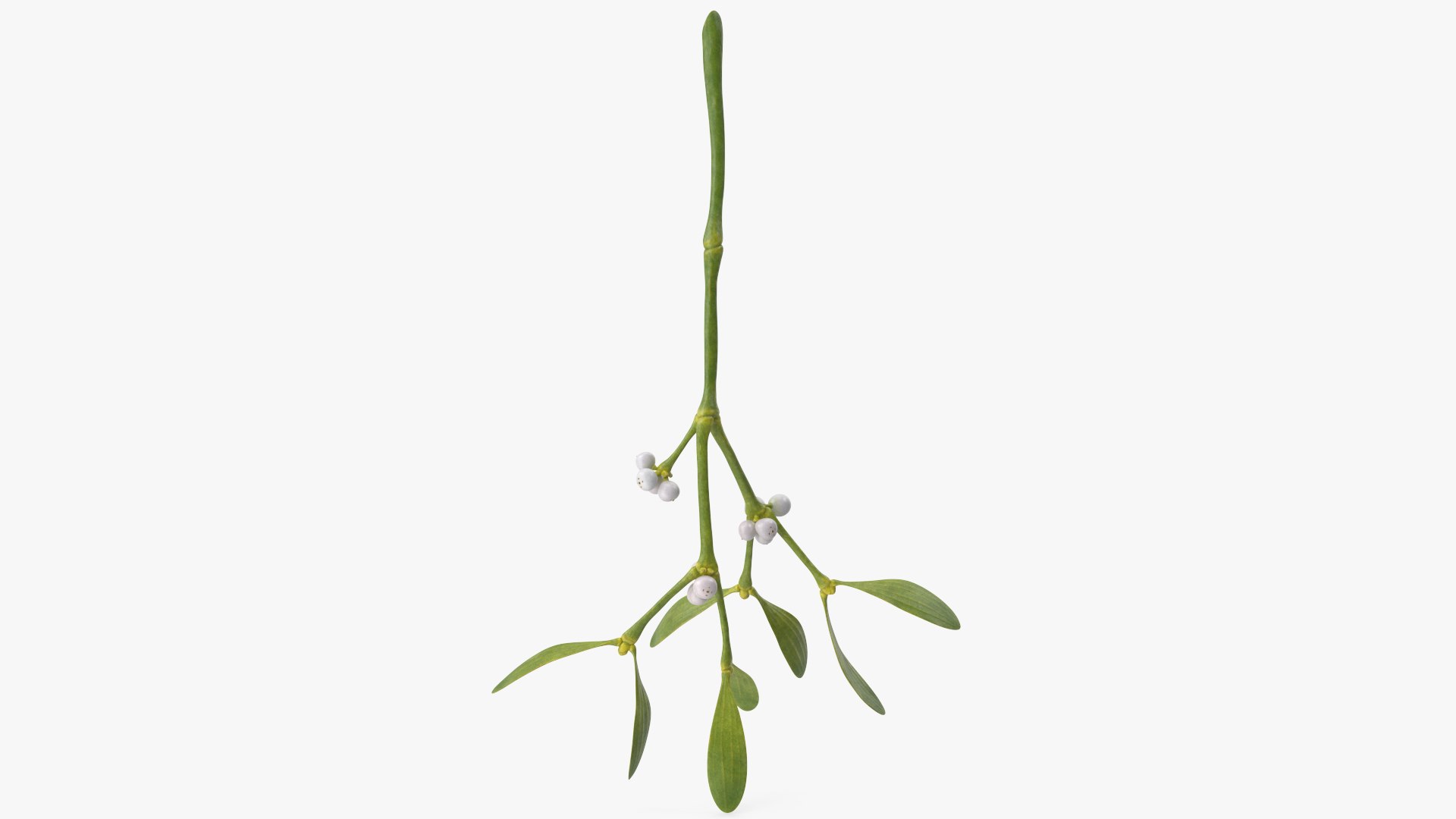 Mistletoe 2 model - TurboSquid 1803909