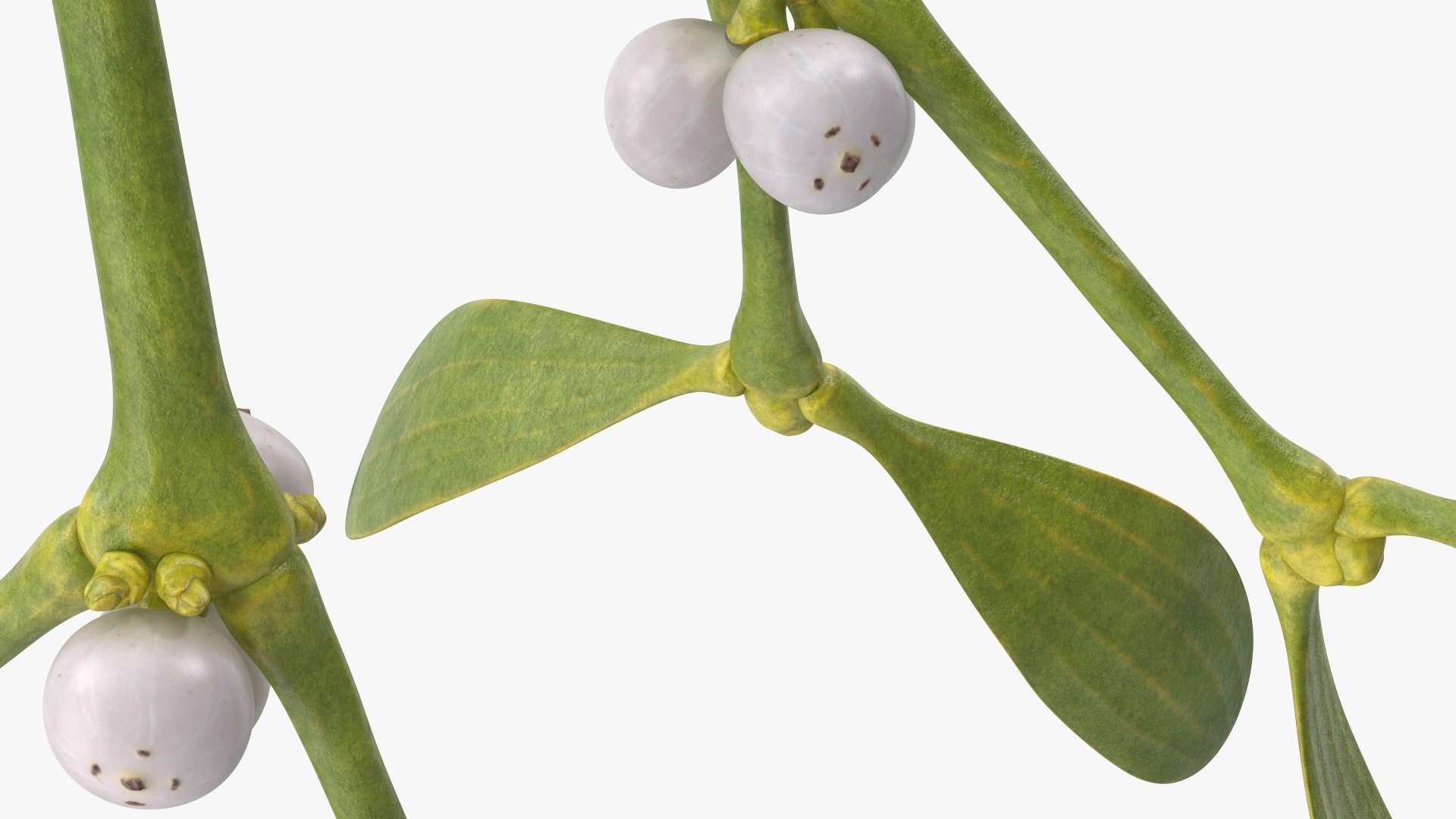 Mistletoe 2 Model - TurboSquid 1803909