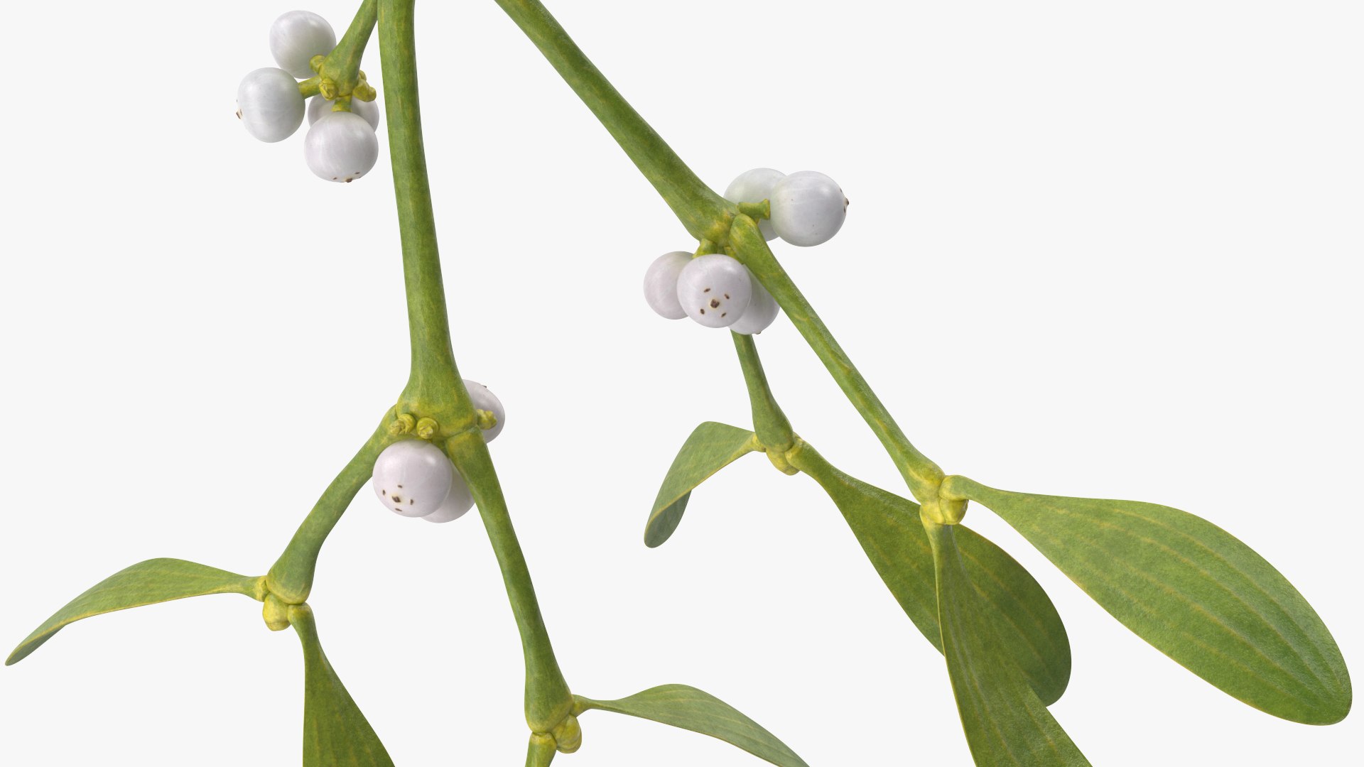 Mistletoe 2 Model - TurboSquid 1803909