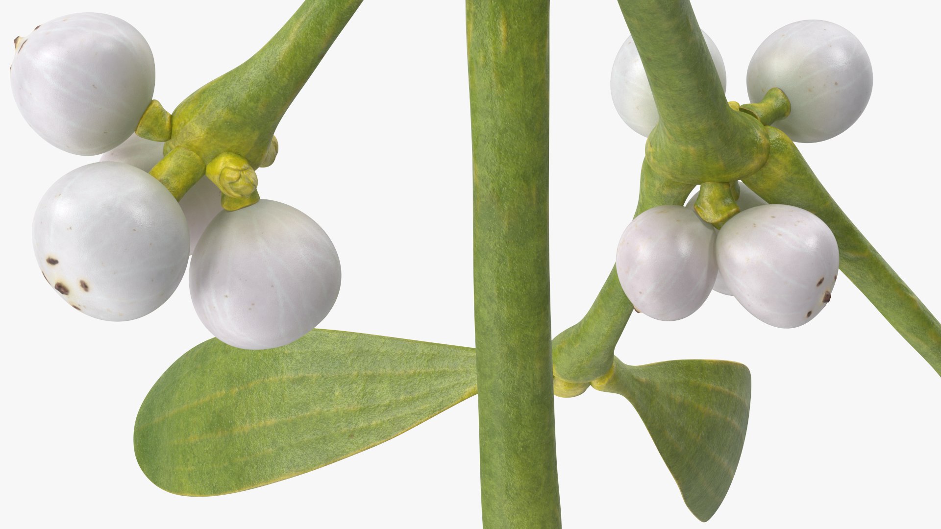 Mistletoe 2 Model - TurboSquid 1803909
