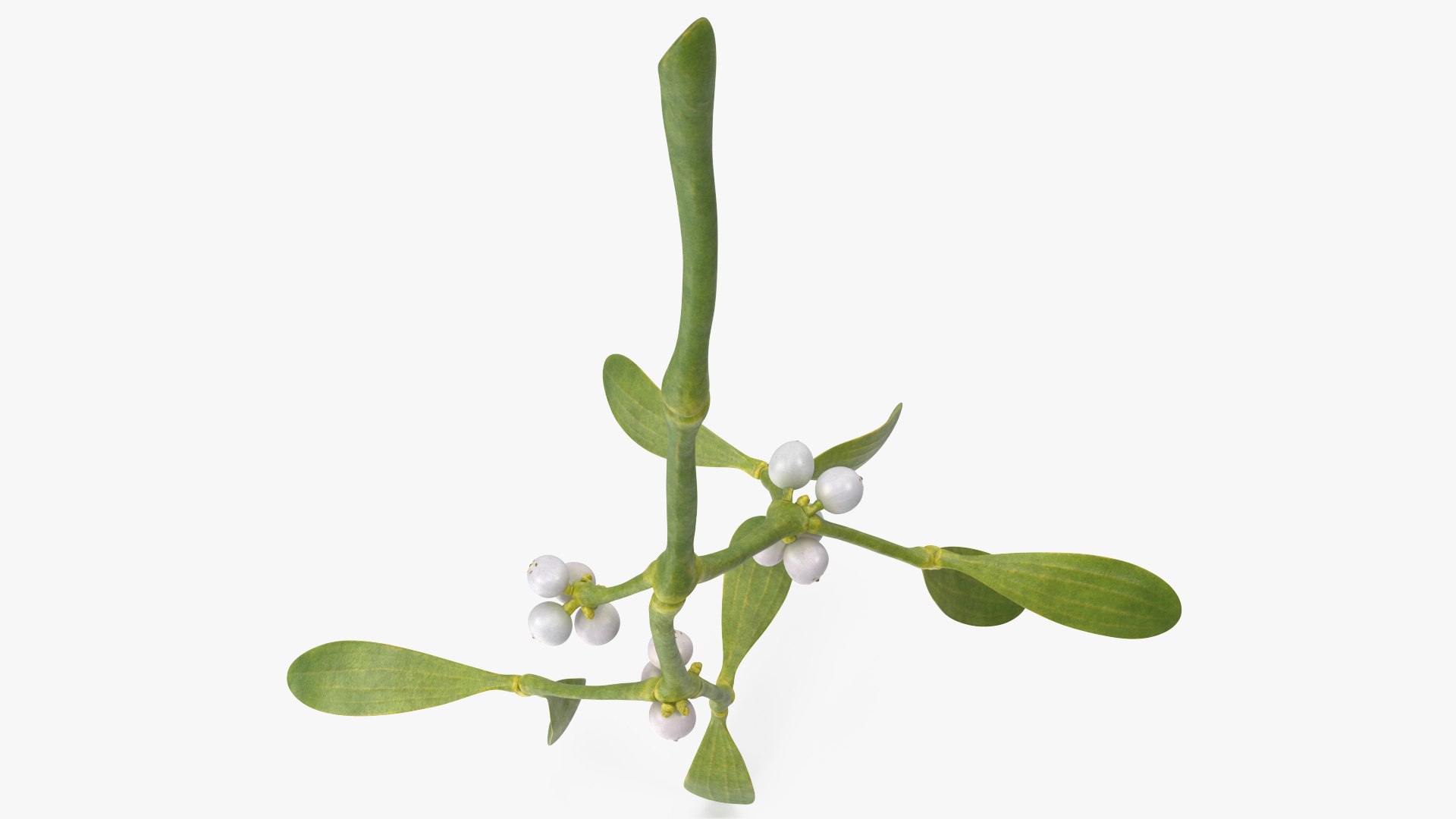 Mistletoe 2 Model - TurboSquid 1803909