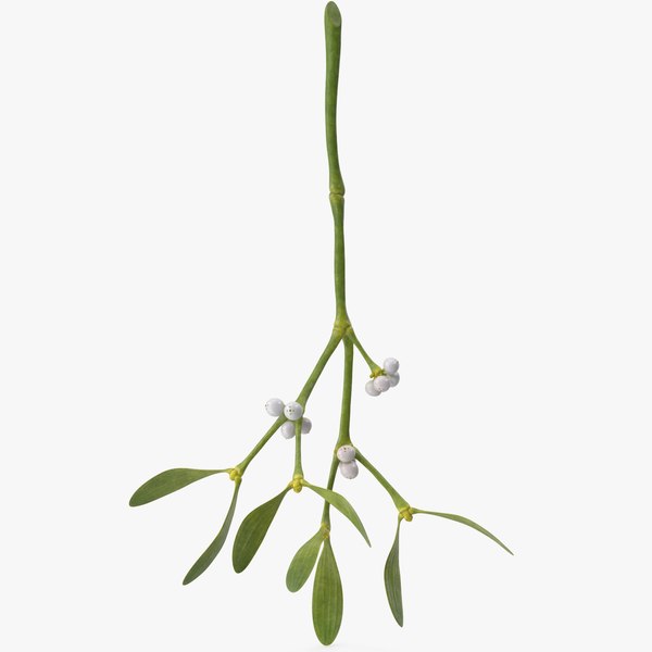 Mistletoe 3D Models for Download | TurboSquid