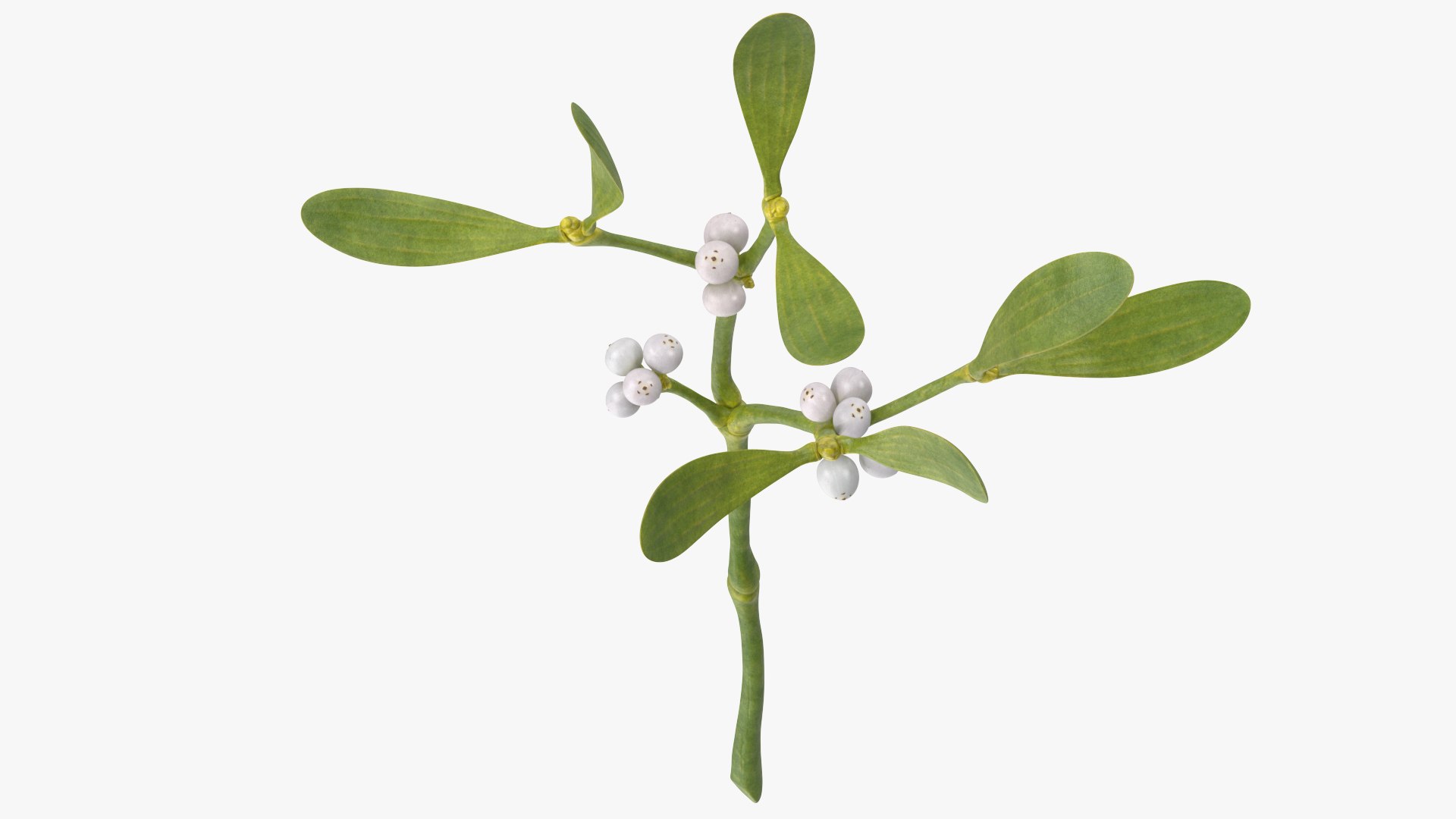 Mistletoe 2 Model - TurboSquid 1803909