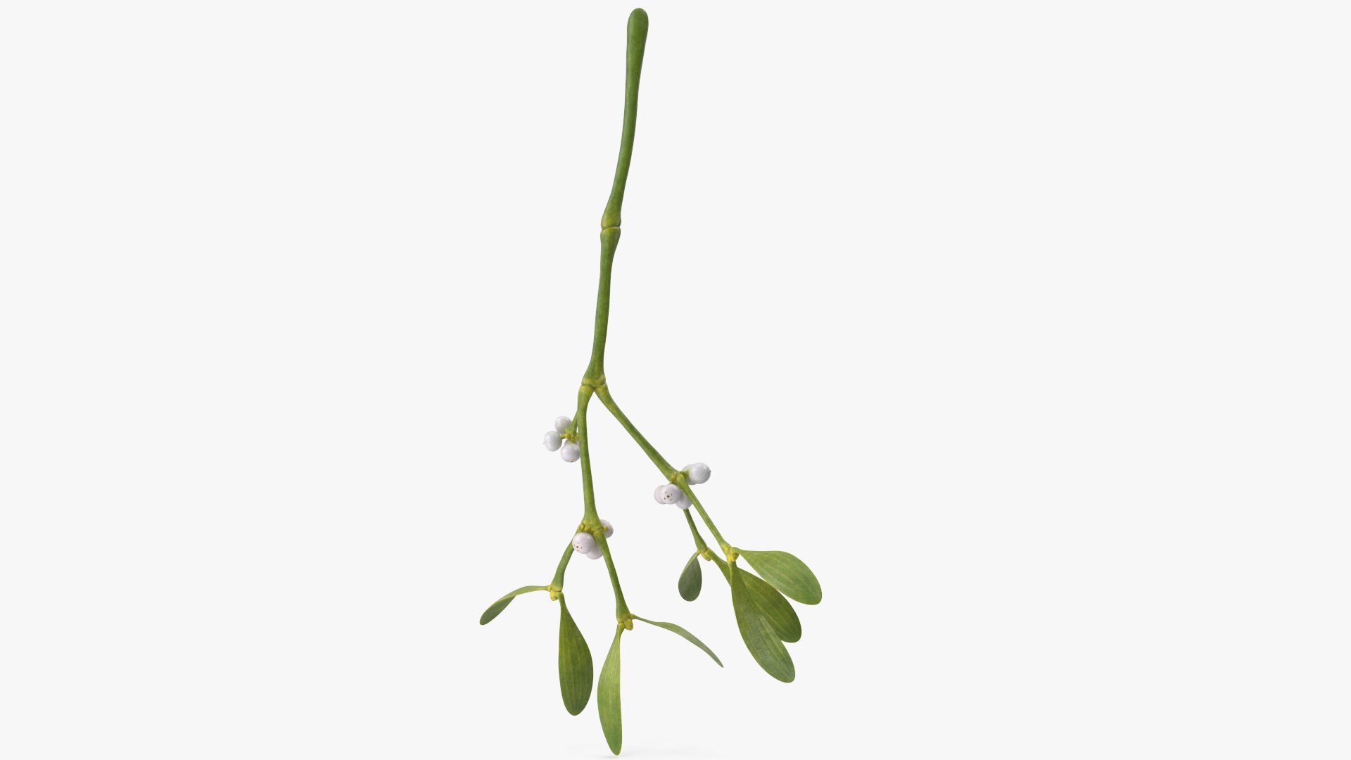 Mistletoe 2 model - TurboSquid 1803909