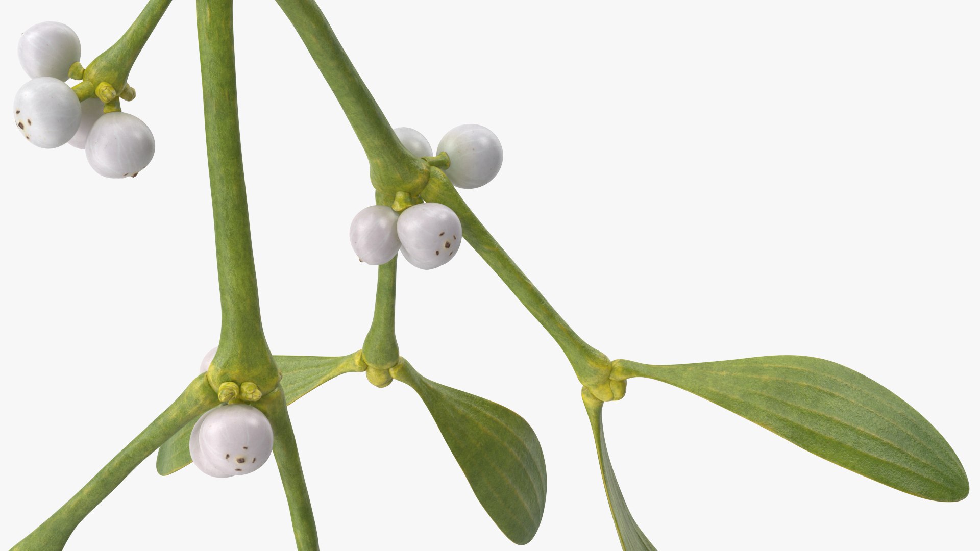 Mistletoe 2 Model - TurboSquid 1803909