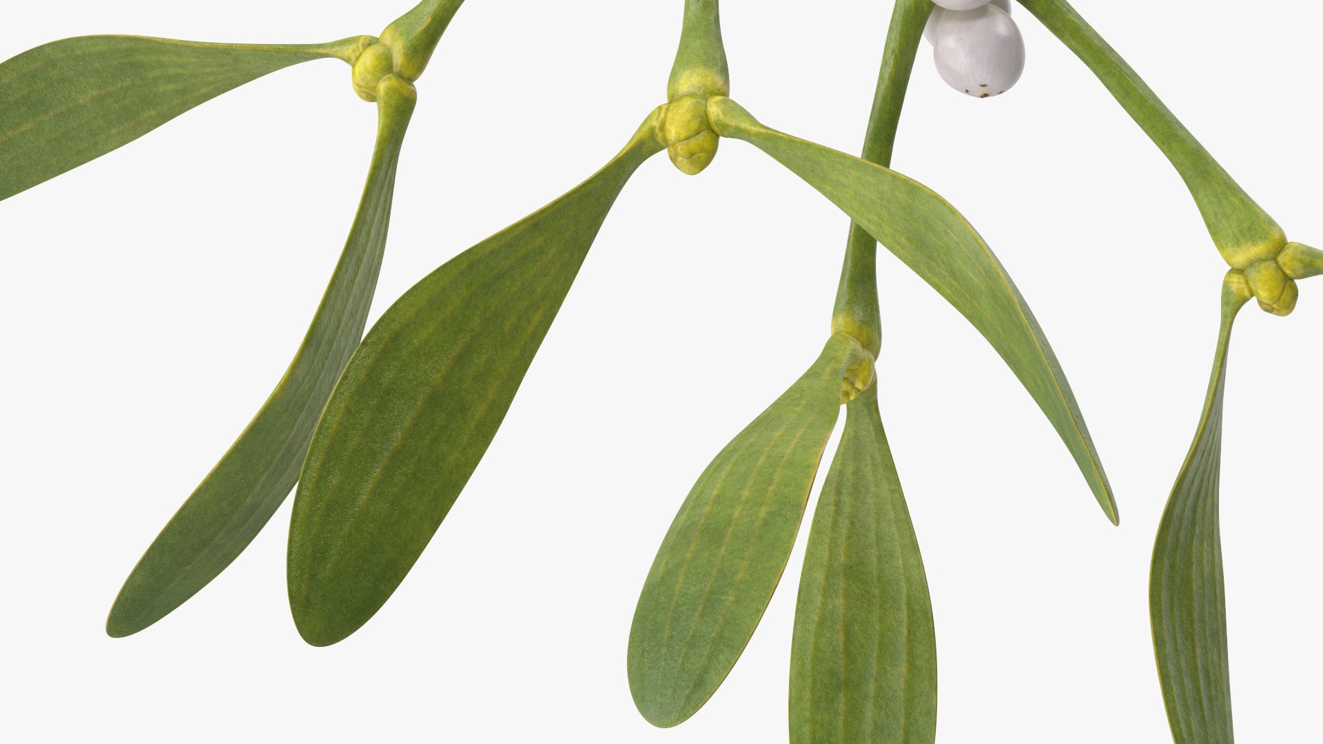 Mistletoe 2 Model - TurboSquid 1803909