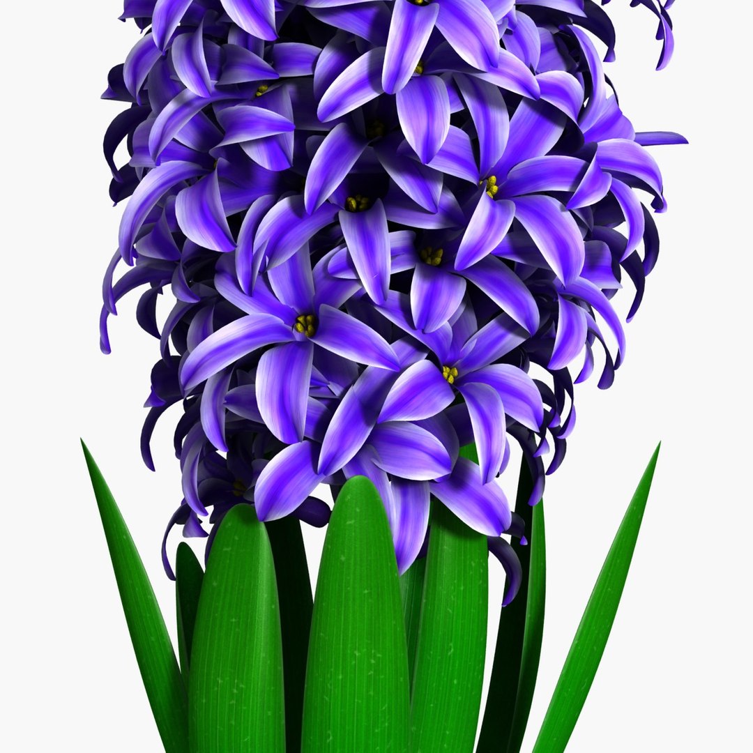 Hyacinth 3d Model