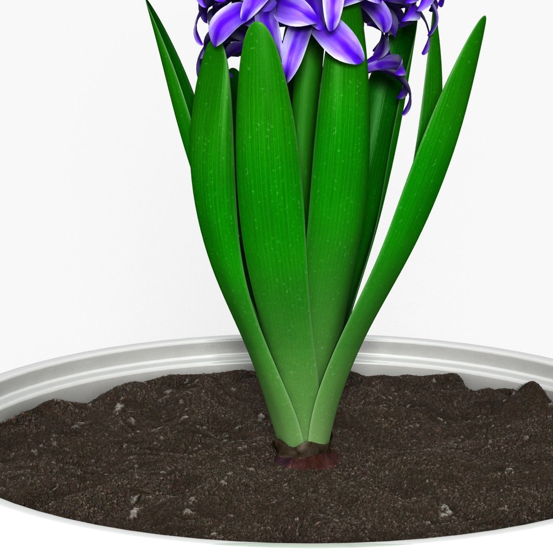 Hyacinth 3d Model