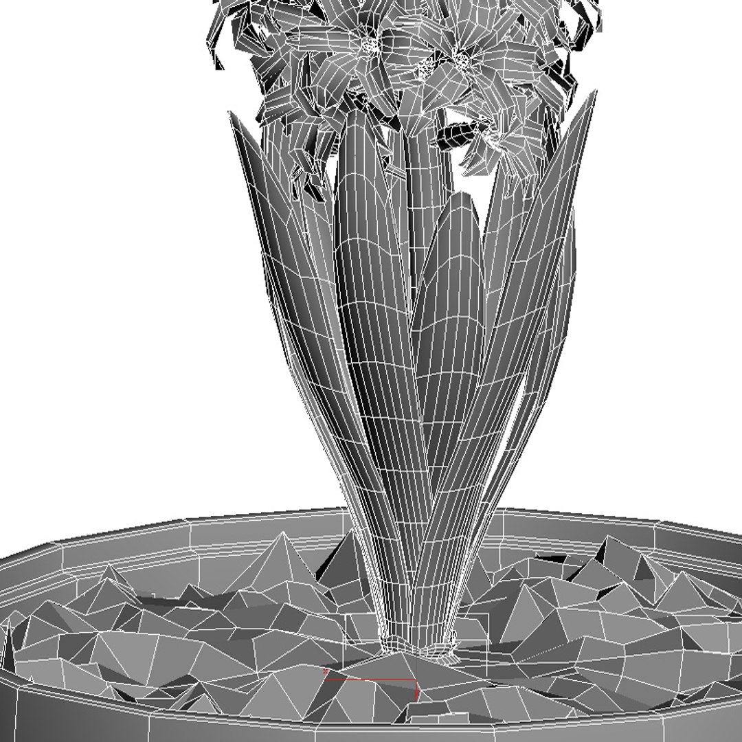 Hyacinth 3d Model