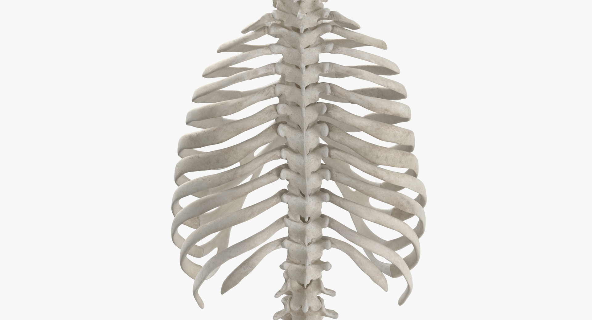 Real Human Rib Cage Spine Male Pelvis and Leg Bones Anatomy 01 White 3D ...