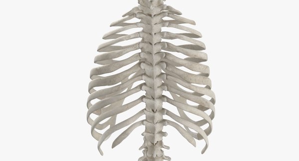 Real Human Rib Cage Spine Male Pelvis and Leg Bones Anatomy 01 White 3D ...