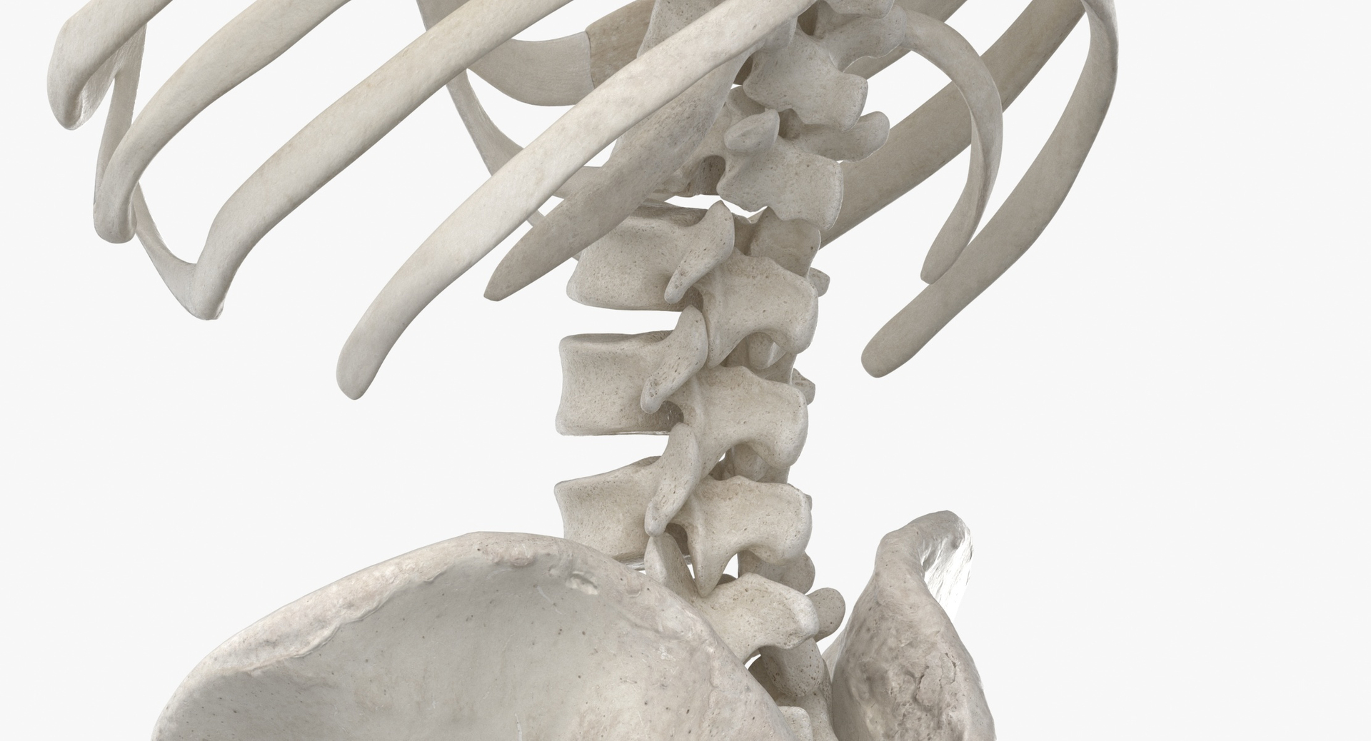 Real Human Rib Cage Spine Male Pelvis and Leg Bones Anatomy 01 White 3D ...