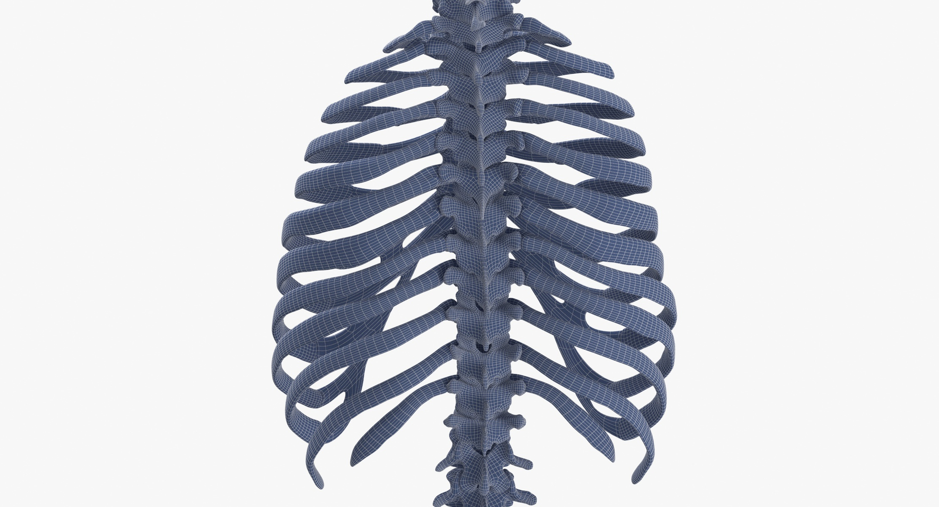 Real Human Rib Cage Spine Male Pelvis and Leg Bones Anatomy 01 White 3D ...