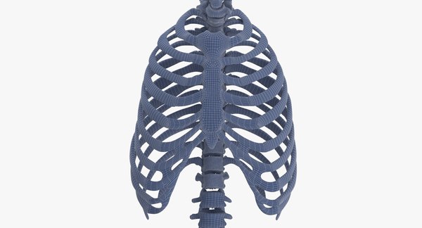 Real Human Rib Cage Spine Male Pelvis and Leg Bones Anatomy 01 White 3D ...