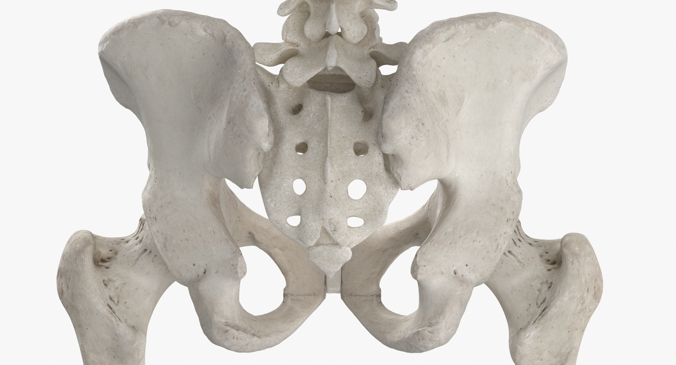 Real Human Rib Cage Spine Male Pelvis and Leg Bones Anatomy 01 White 3D ...