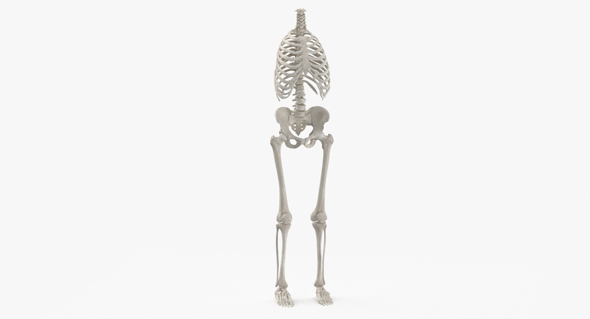 Real Skeleton Leg