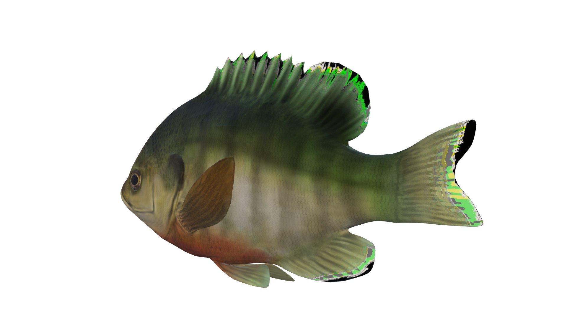 Bluegill Fish 3D Model 3D Model - TurboSquid 2313659
