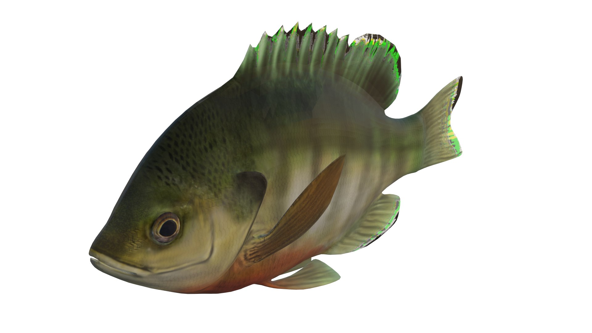 Bluegill Fish 3D Model 3D Model - TurboSquid 2313659