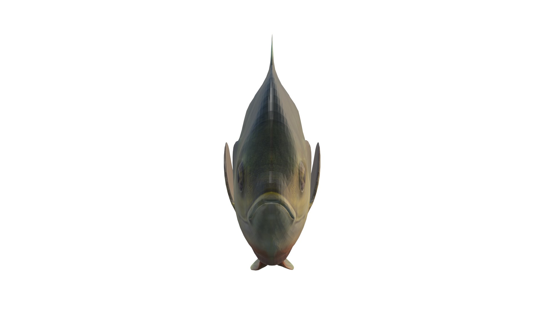 Bluegill Fish 3D Model 3D Model - TurboSquid 2313659