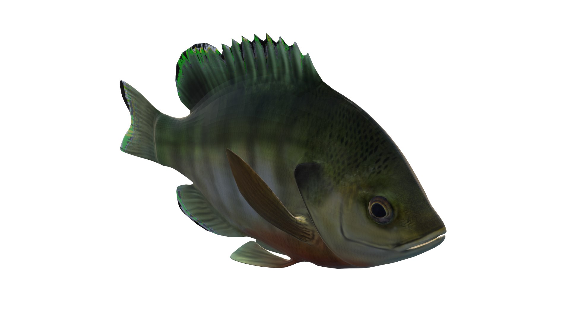 Bluegill Fish 3D Model 3D Model - TurboSquid 2313659