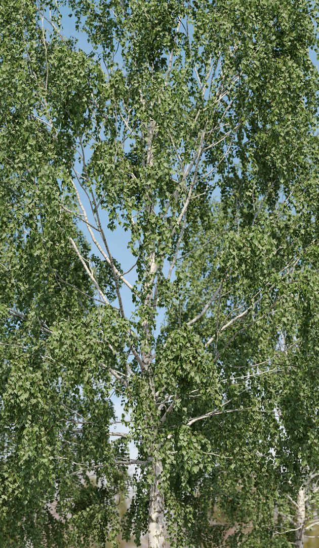 Natural Birch 1 -13 Meters 3D - TurboSquid 1748265