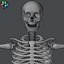 Human Skeleton Max