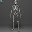 Human Skeleton Max