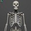 Human Skeleton Max