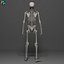 Human Skeleton Max