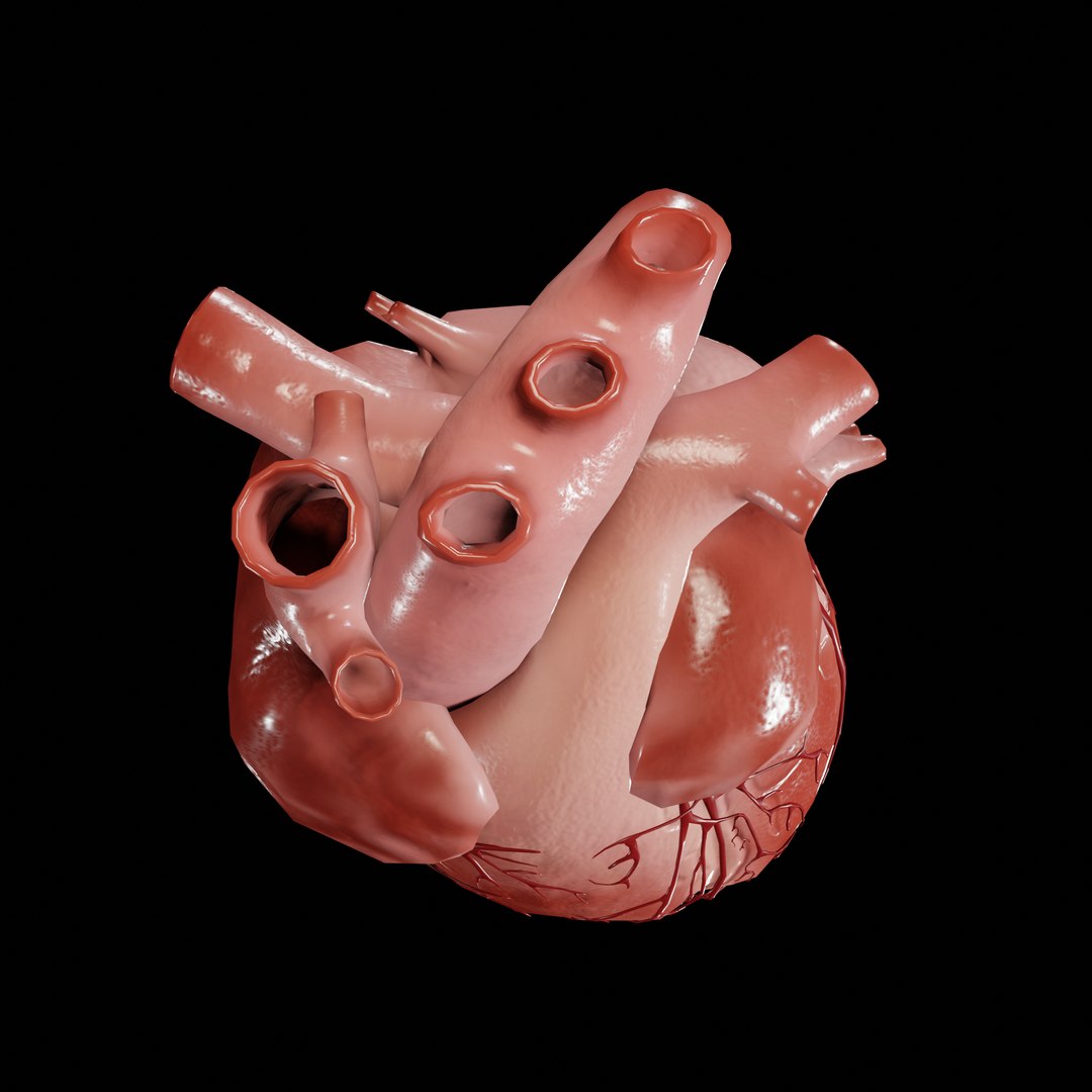 3D Human Heart - TurboSquid 1737445