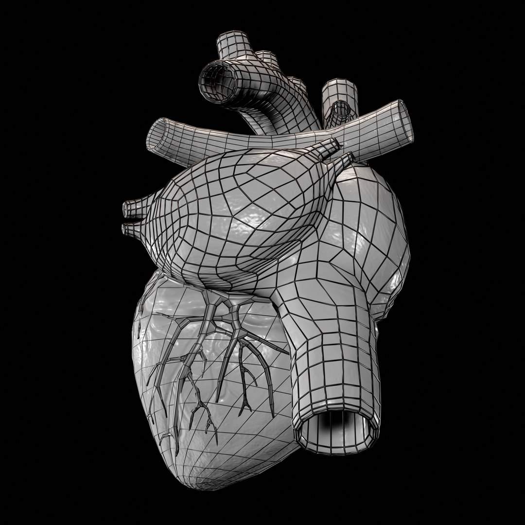 3D Human Heart - TurboSquid 1737445