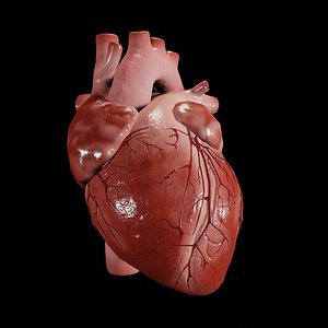 Animated Human Heart 3D Models For Download | TurboSquid