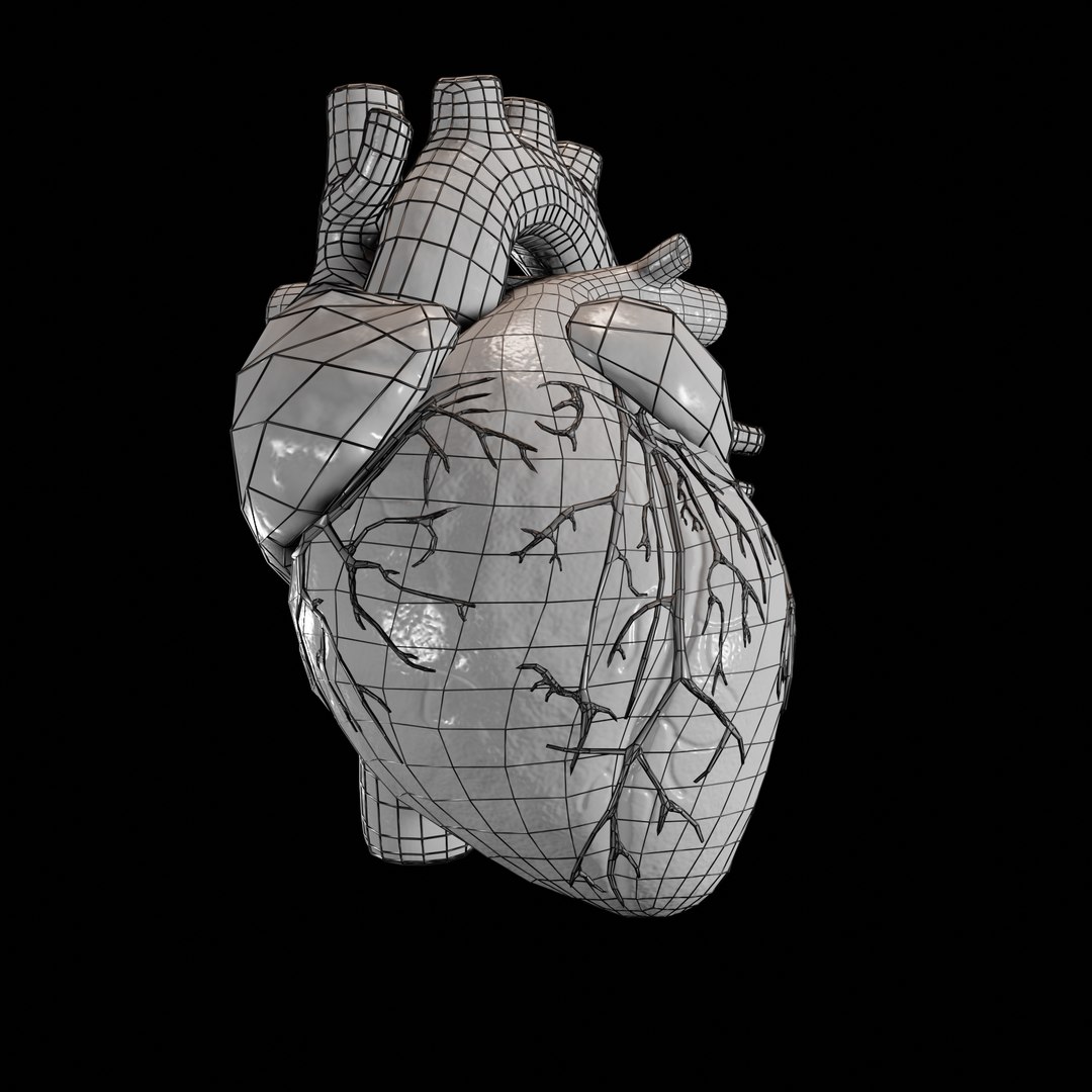 3D Human Heart - TurboSquid 1737445