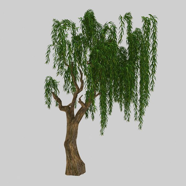 Willow Tree 3D Models for Download | TurboSquid