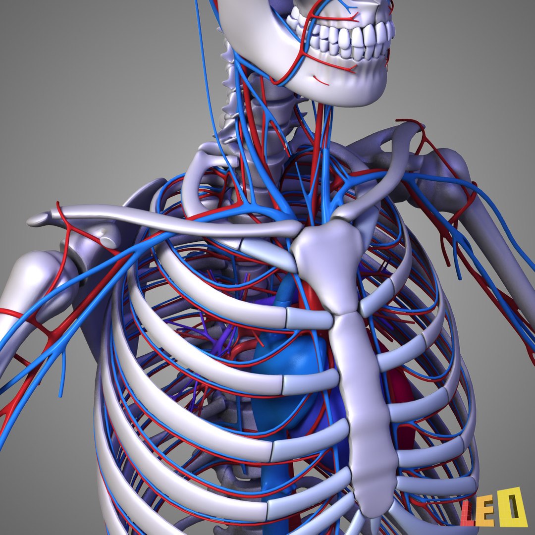 lwo human male body anatomy