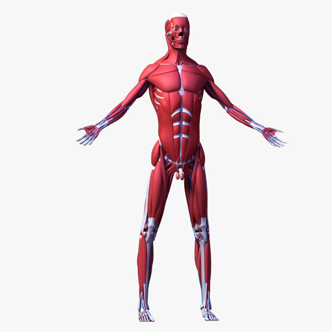 Lwo Human Male Body Anatomy