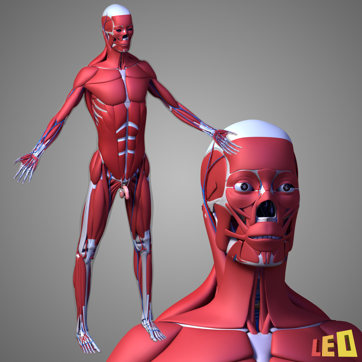 lwo human male body anatomy