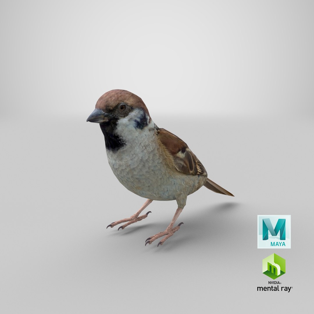 3D model Sparrow Male - TurboSquid 1845682