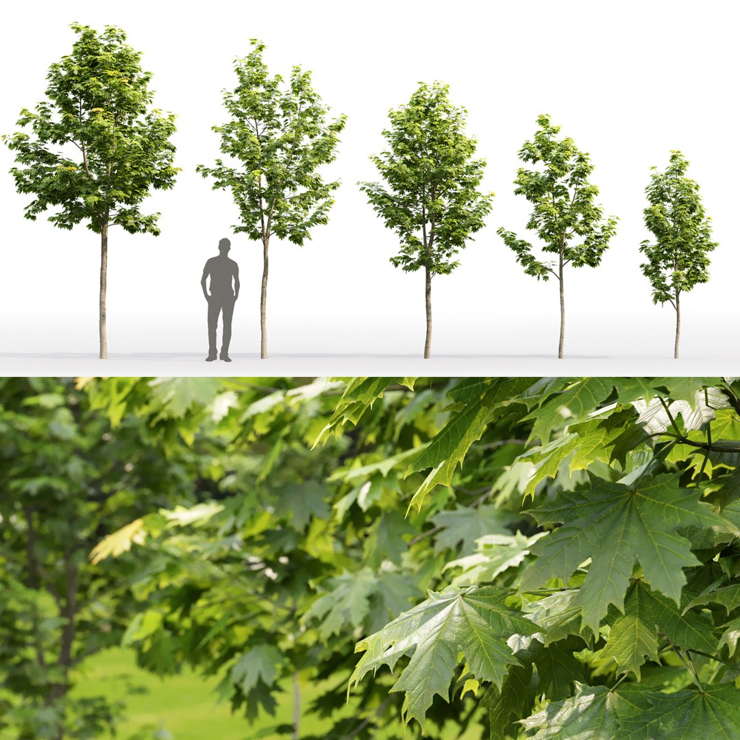 3D Maple Trees - TurboSquid 1692220