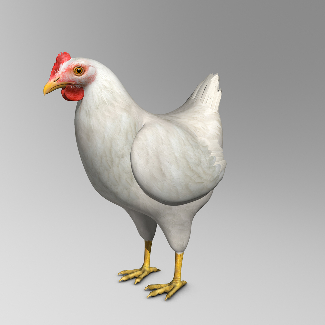 White Chicken 3d Model