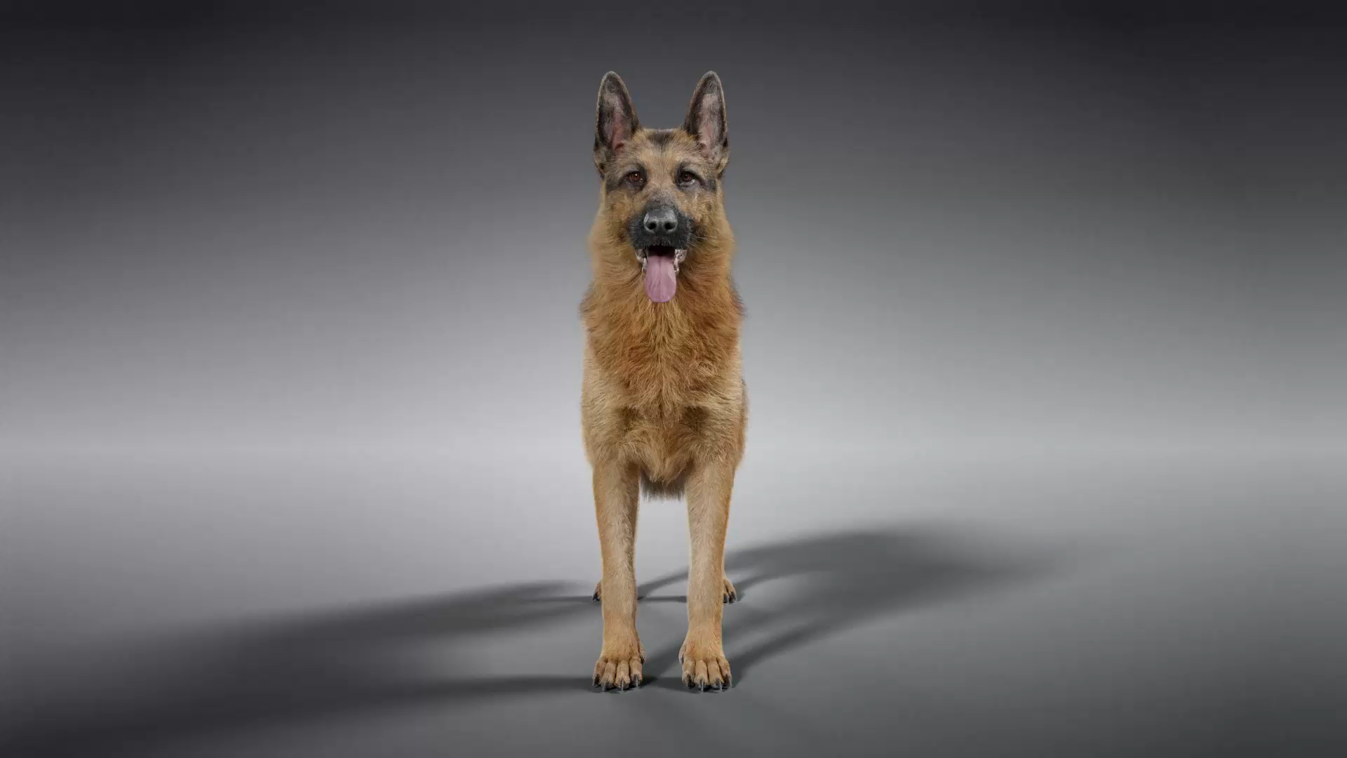 Dog Animal Mammal Model - TurboSquid 1666817