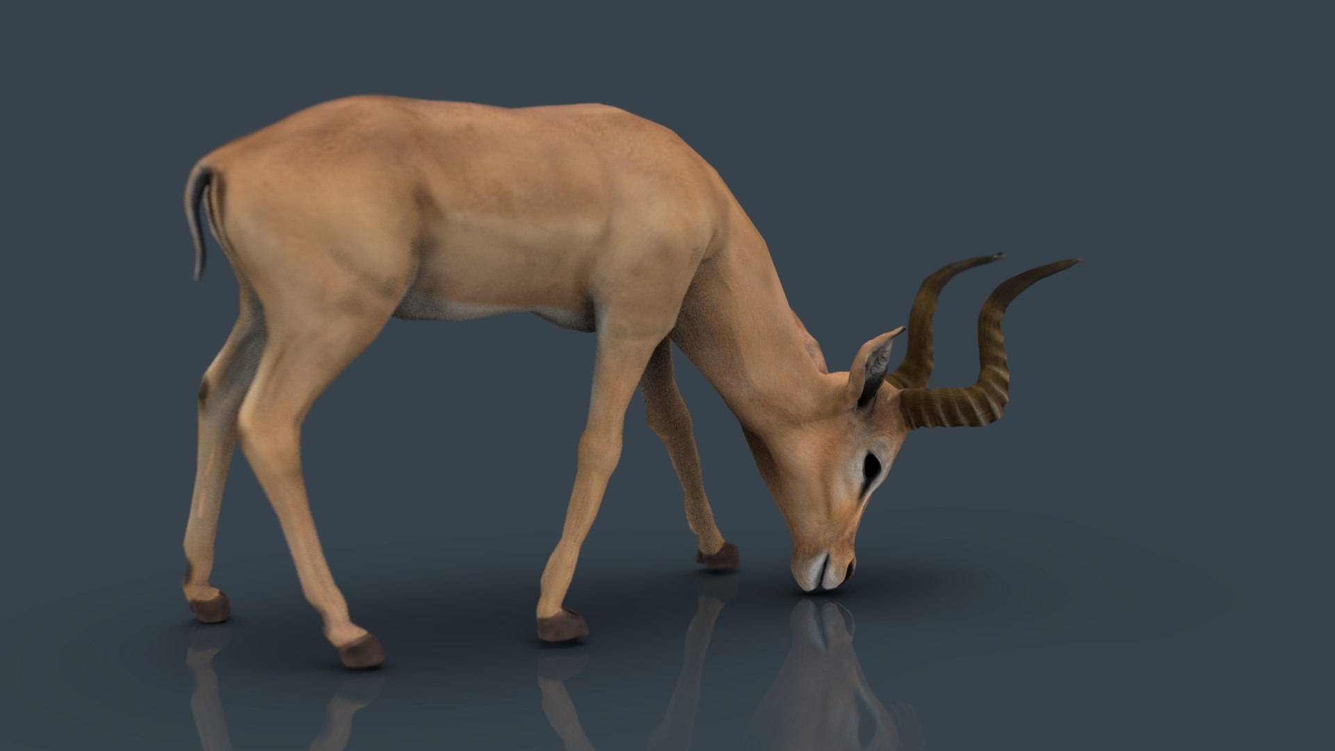 3D Impala Poses Model - TurboSquid 1507157